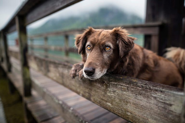 Caring for Your Senior Dog: A Guide to Their Golden Years | Countryside ...