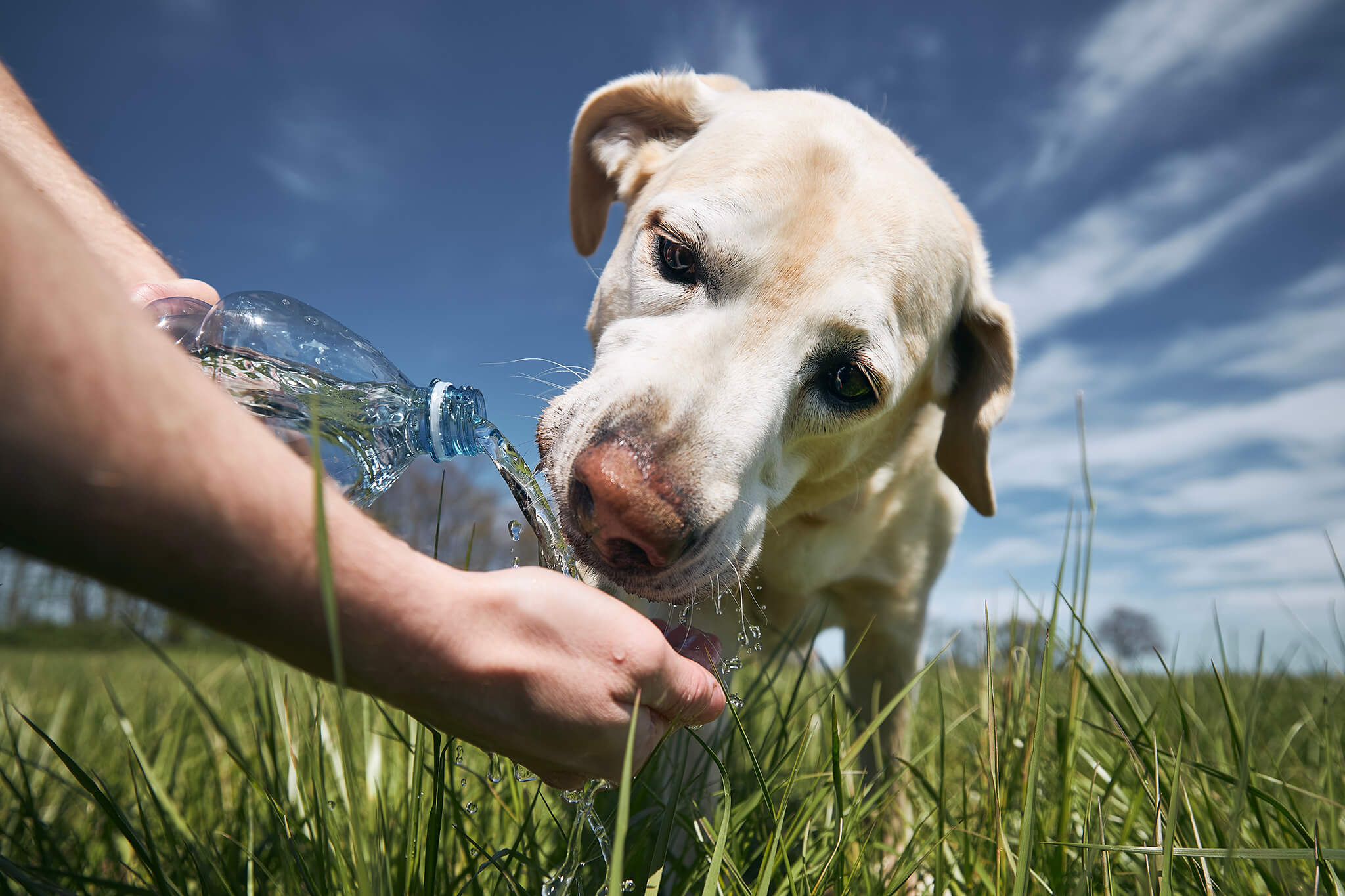 July: Pet Hydration Awareness Month – Ensuring Your Pets Stay Hydrated | Countryside Veterinary ...