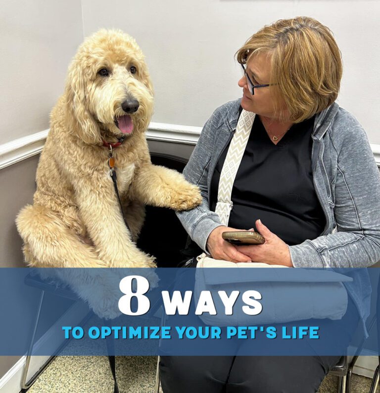 8 Ways to Ensure Your Pet is Living Their Best Life | Countryside ...