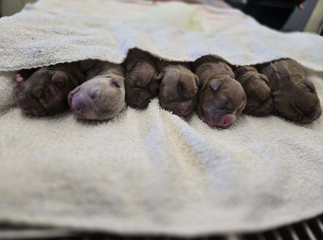 Dog Reproduction Services in Covington, GA | Countryside Veterinary ...